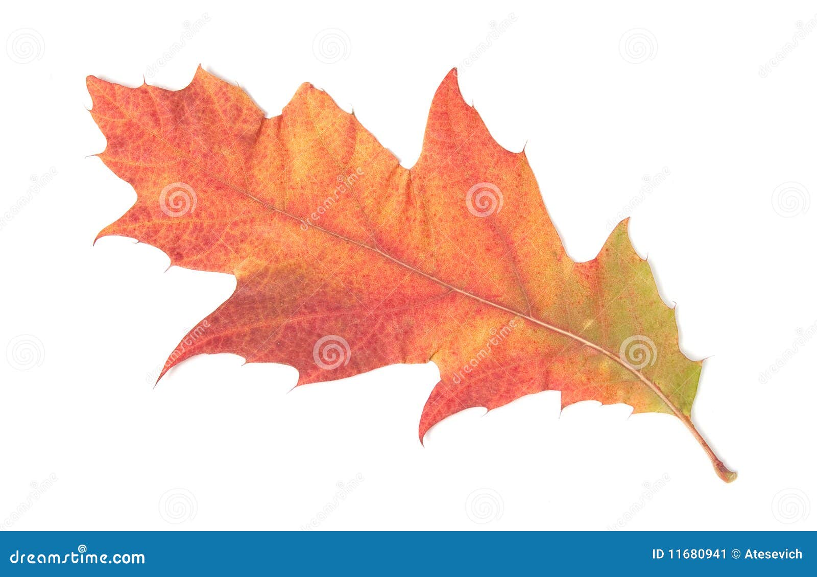 Single Autumn Leaf Stock Image - Image: 11680941