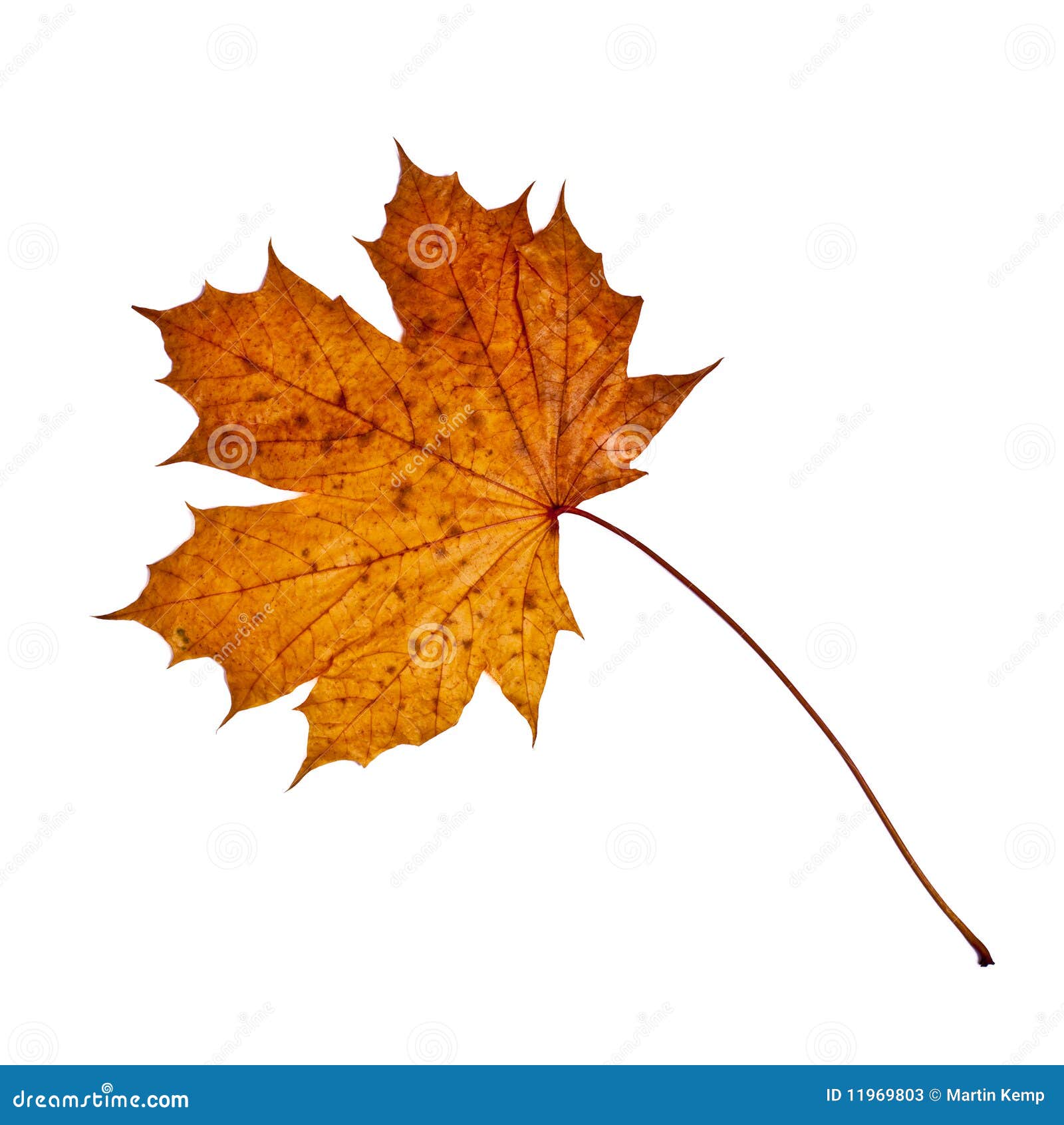 Single Autumn Leaf Stock Photos - Image: 11969803