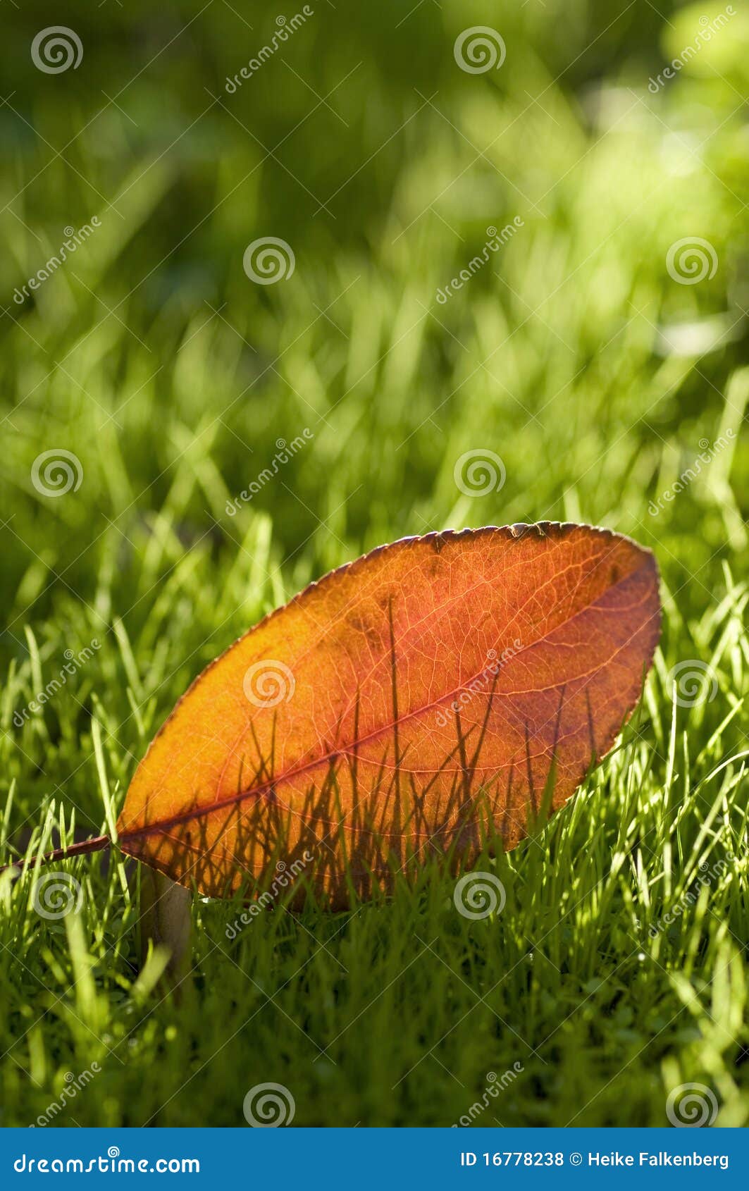 Single Autumn Leaf stock photo. Image of bright, outdoors - 16778238