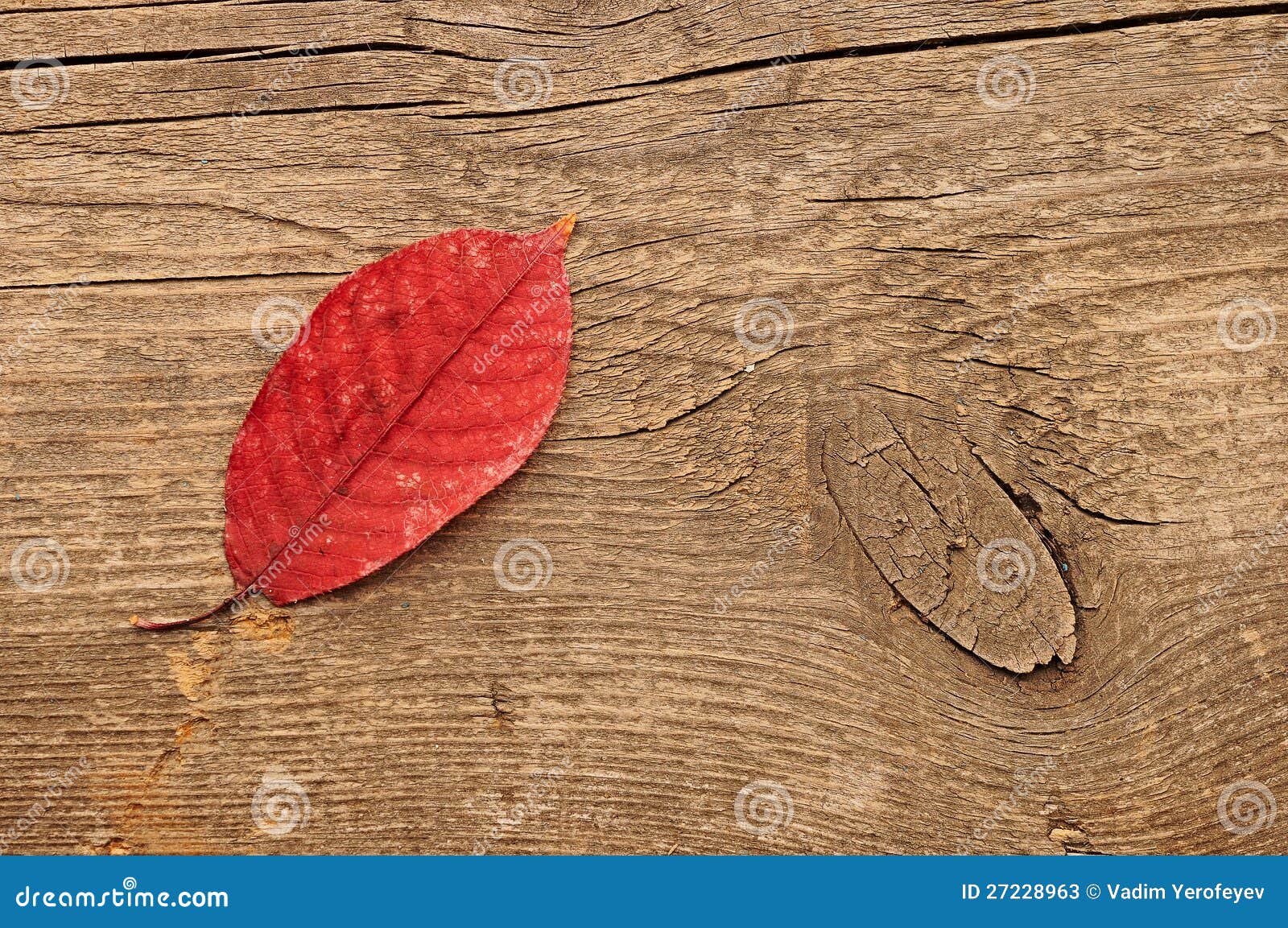 Single autumn leaf stock image. Image of empty, retro - 27228963