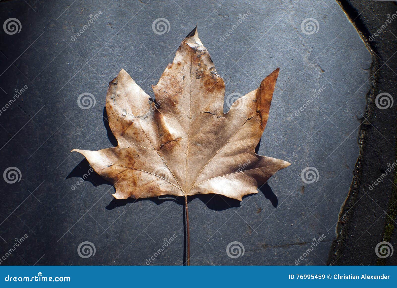 Single Autumn Leaf Background Stock Image - Image of path, single: 76995459