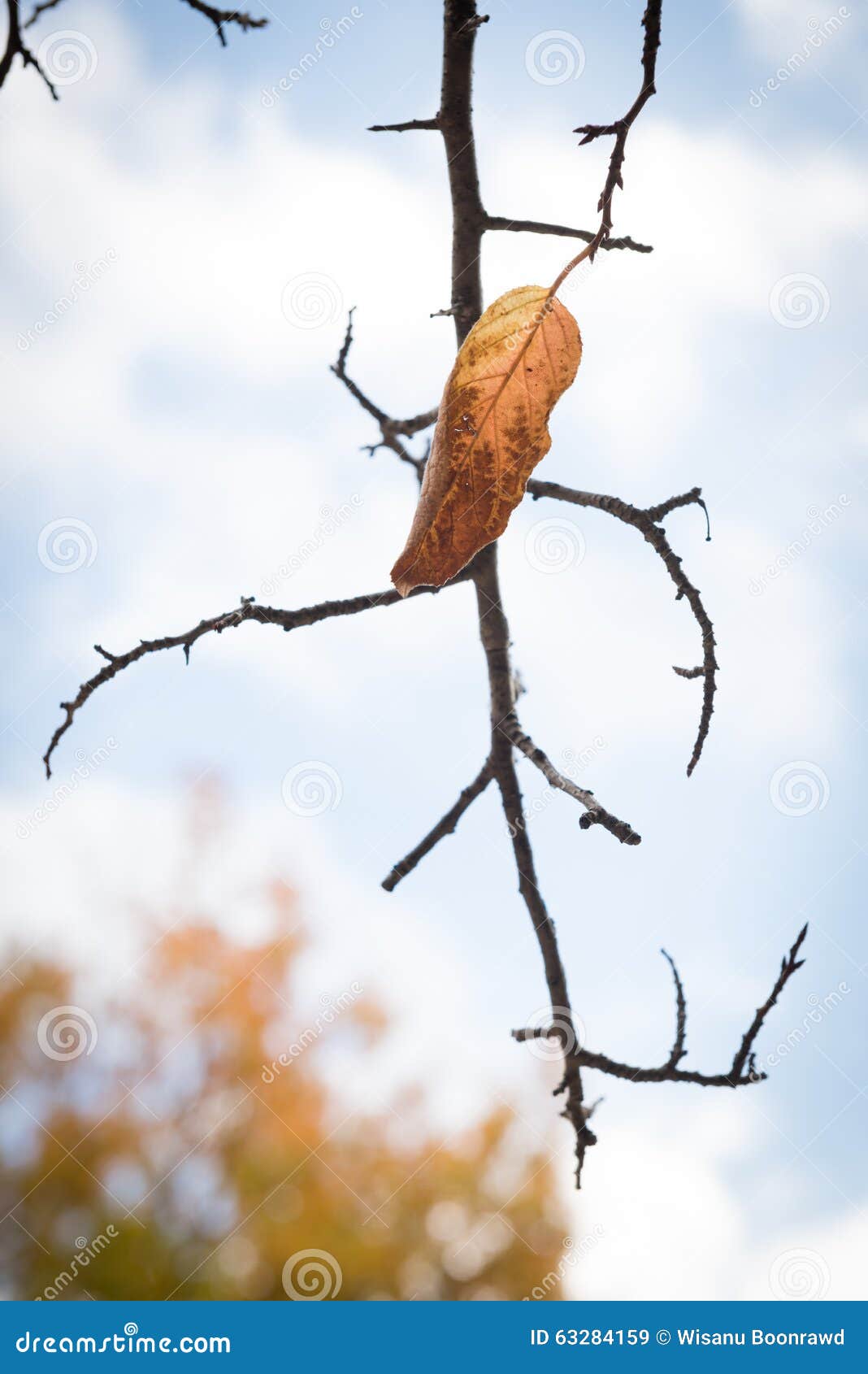 Single Autumn Leaf on Dead Branch Stock Image - Image of texture, blue ...