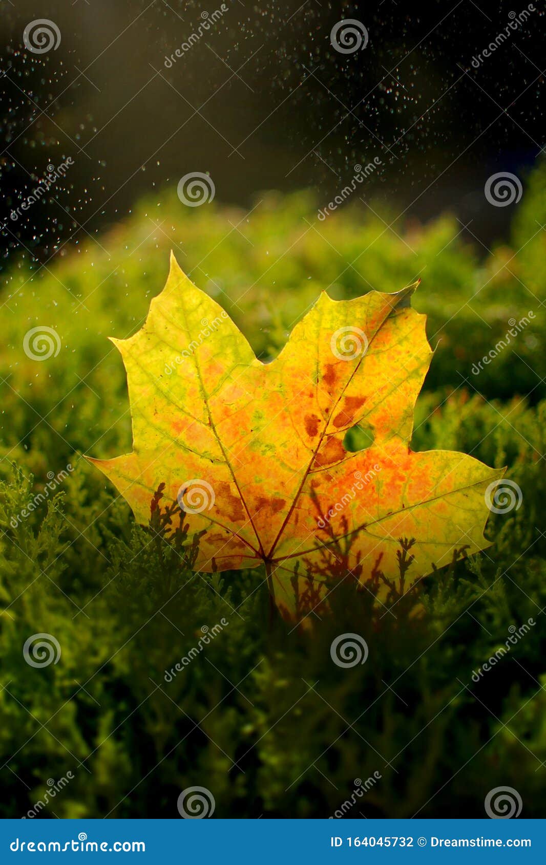 Single Autumn Leaf on Green Background with Raindrops Stock Photo ...