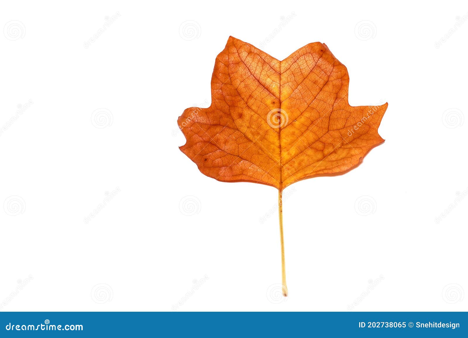 Single Autumn Leaf Isolated on White Background Stock Image - Image of ...