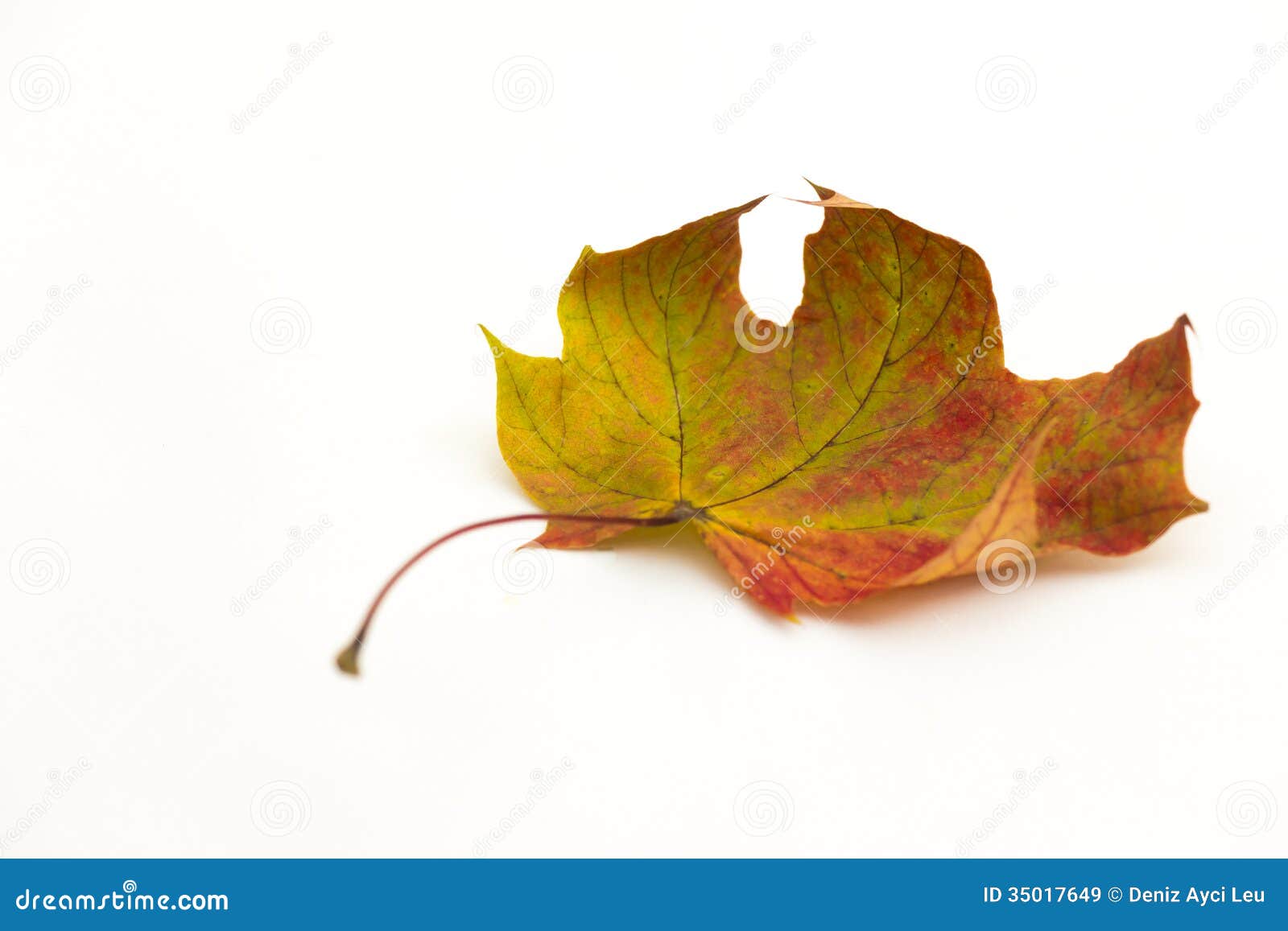 Single autumn leaf stock image. Image of maple, natural - 35017649