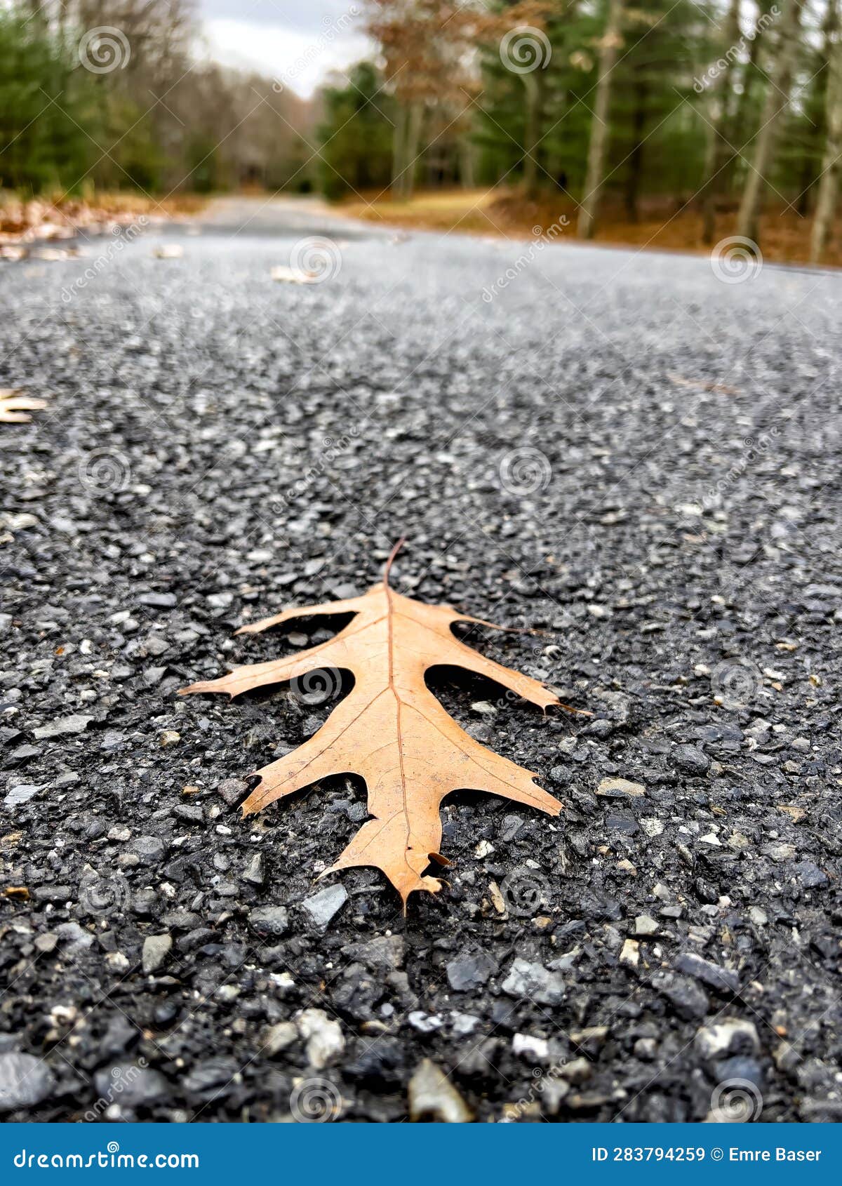 Single Autumn Leaf on the Road Stock Image - Image of nature, autumn ...