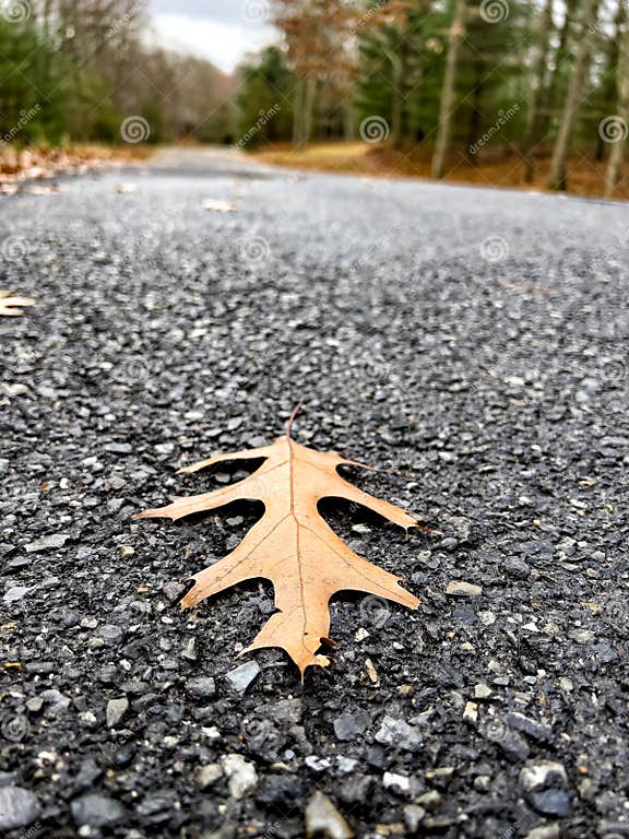 Single Autumn Leaf on the Road Stock Image - Image of nature, autumn ...