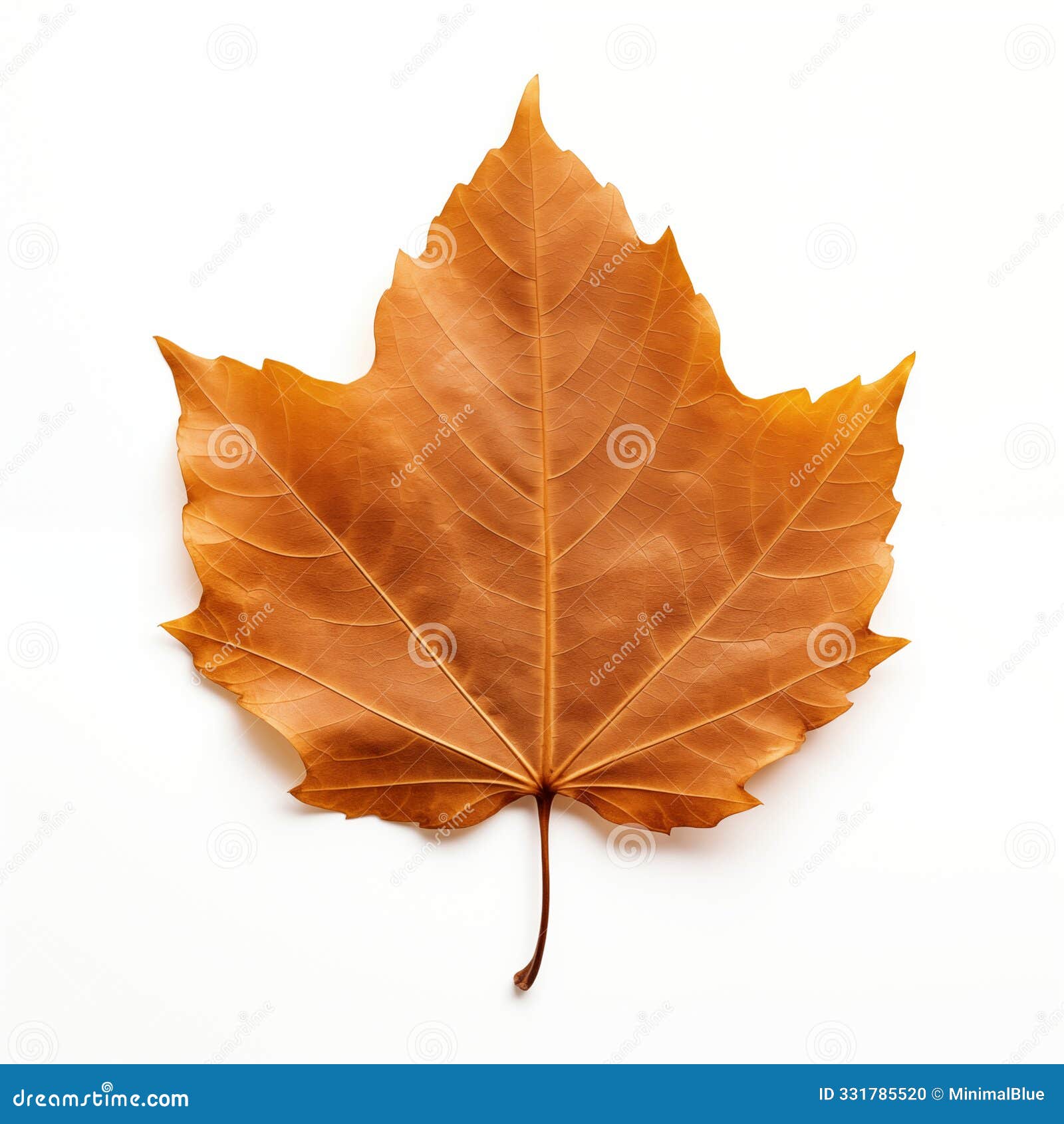 Single Autumn Leaf on White Background Stock Illustration ...
