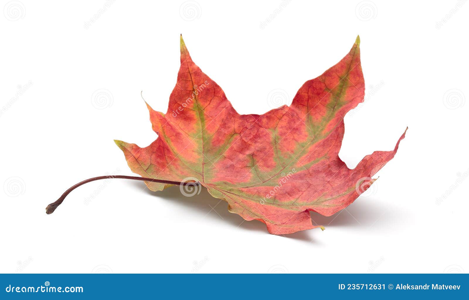 Single Autumn Maple Leaf on White Background with Shadows, Clipping ...
