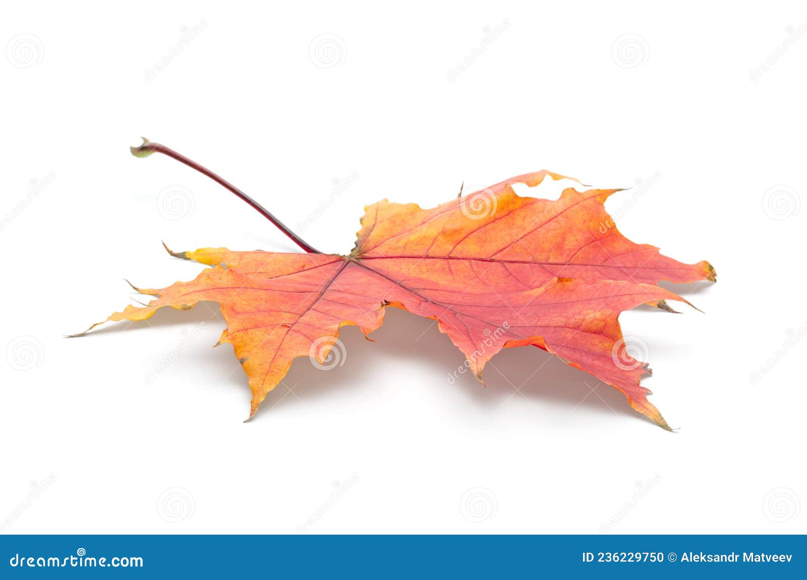 Single Autumn Maple Leaf on White Background with Shadows, Clipping ...