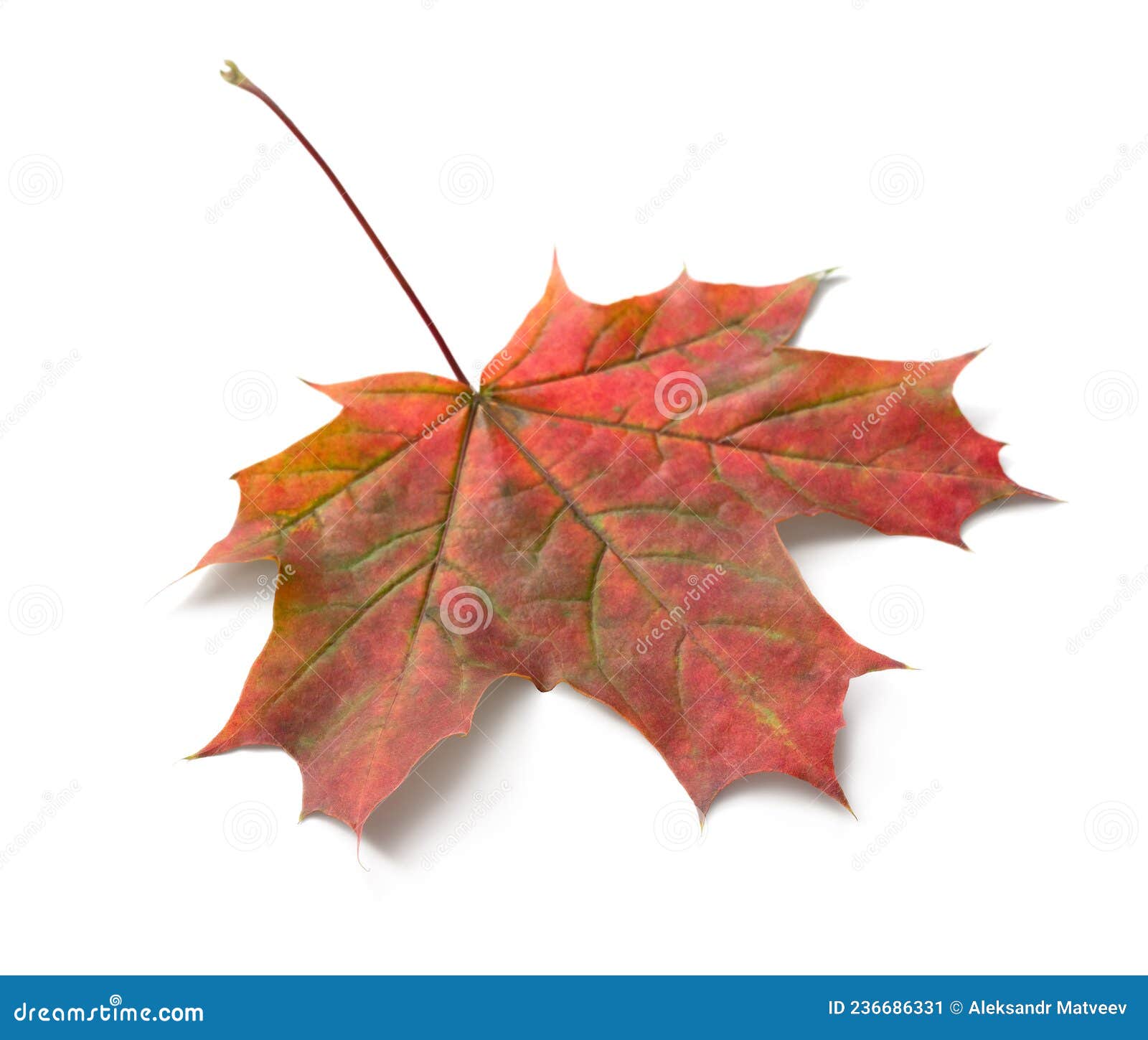 Single Autumn Maple Leaf on White Background with Shadows, Clipping ...