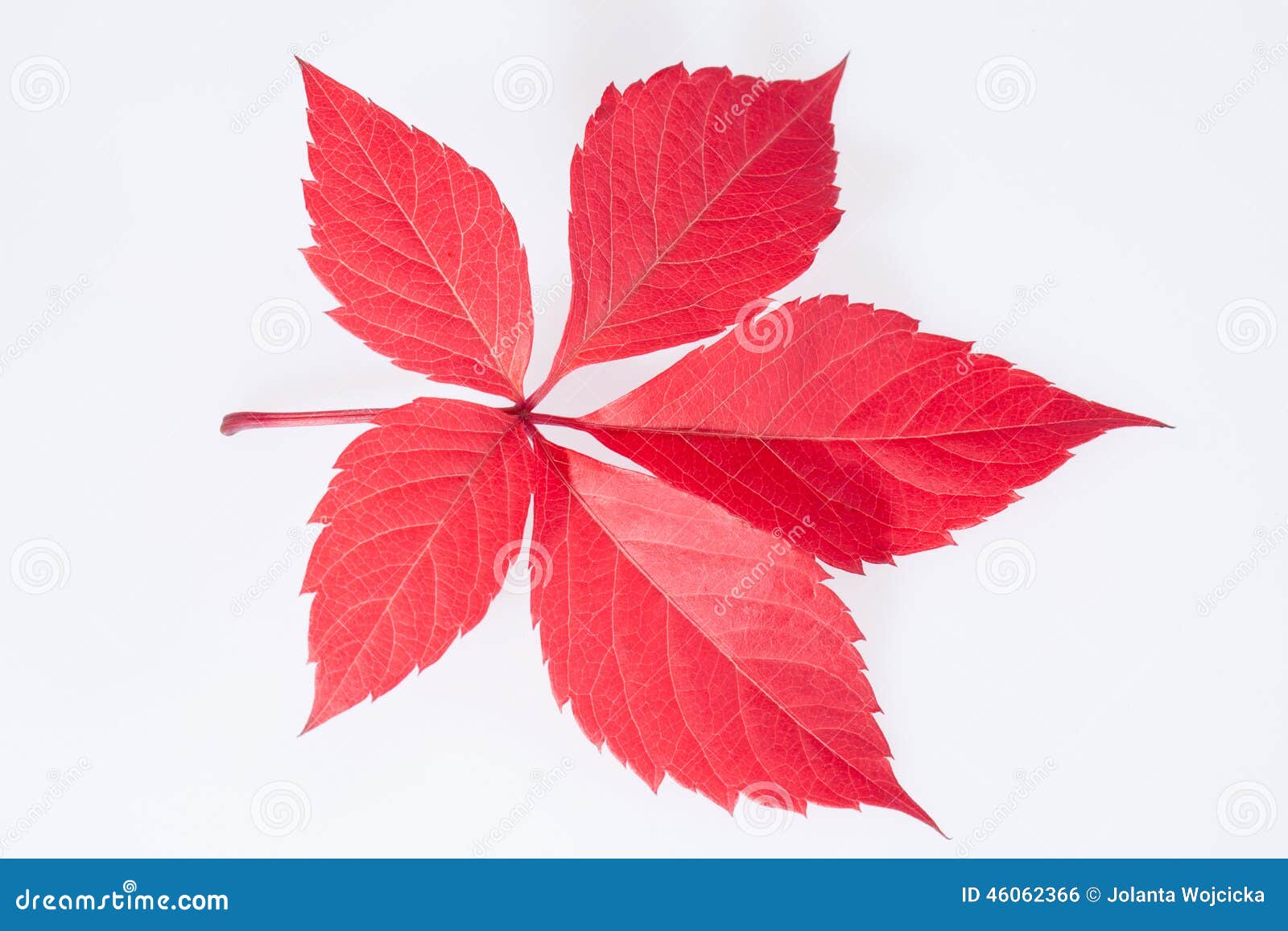 Single Autumn Red Leaf of Parthenocissus on White Background Stock ...