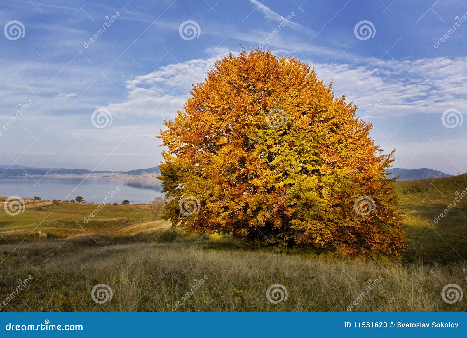 Single autumn tree stock photo. Image of grow, nature - 11531620