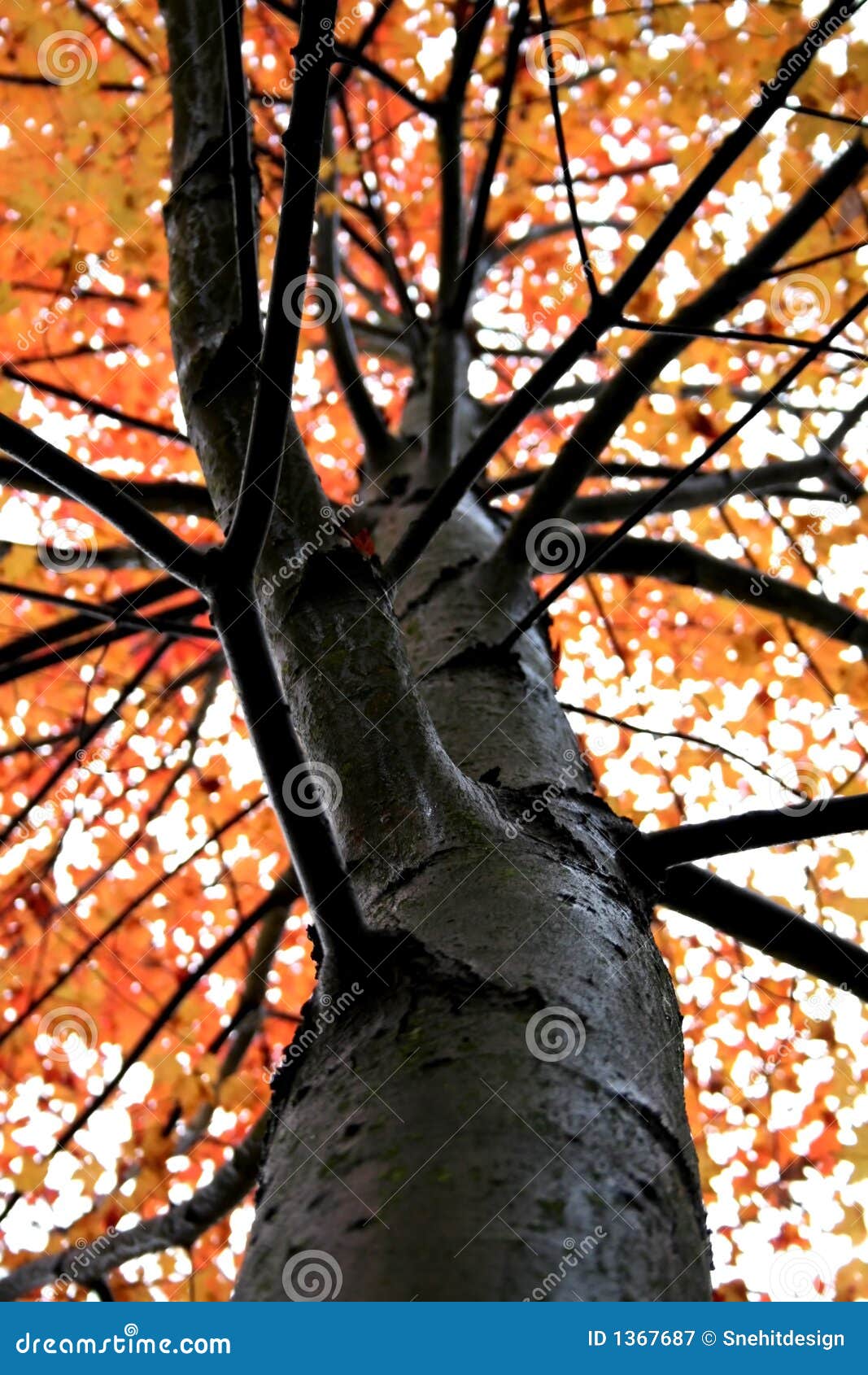 Single autumn tree stock image. Image of budding, fall - 1367687