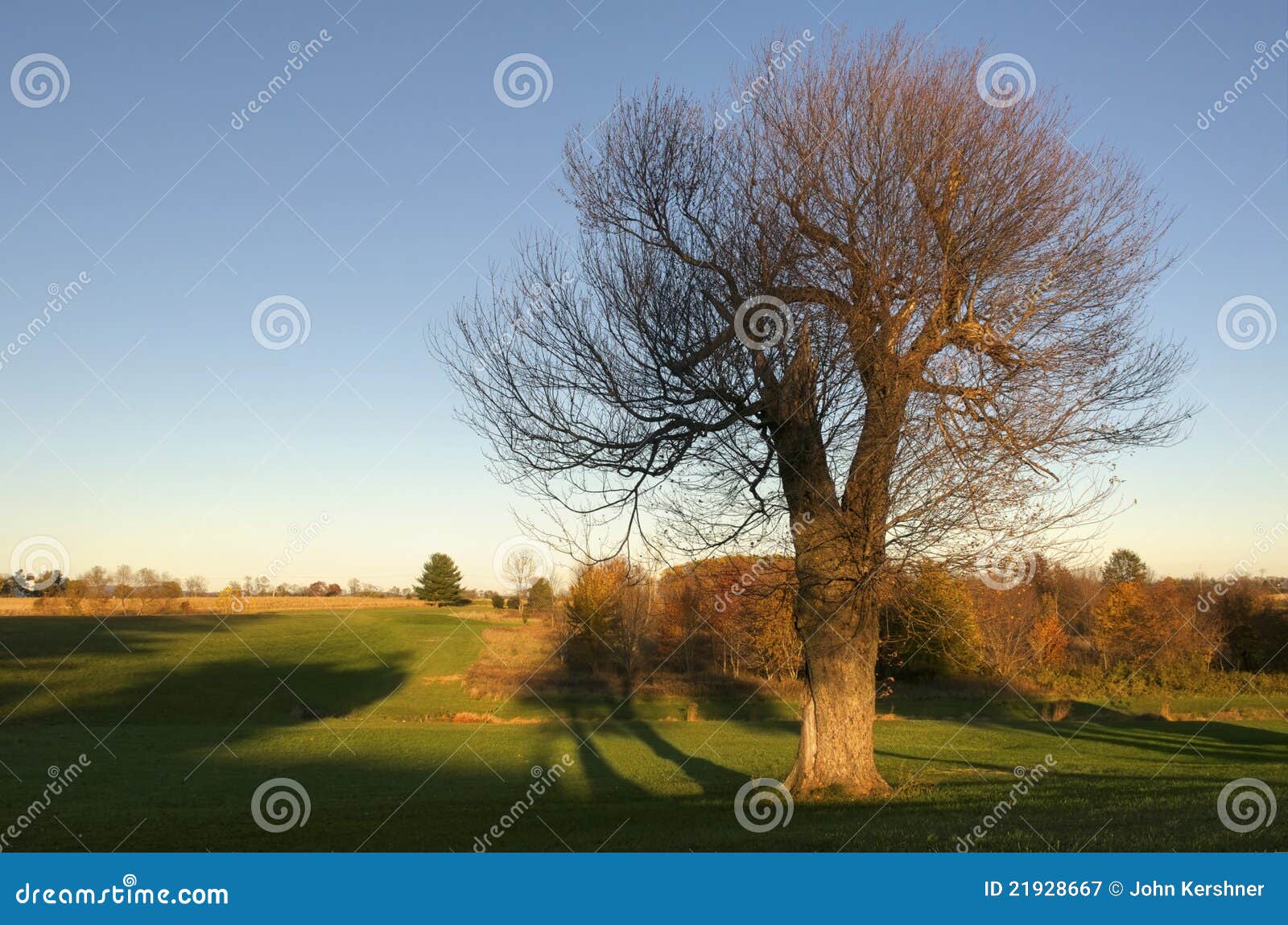 Single Autumn Tree stock image. Image of blue, landscape - 21928667