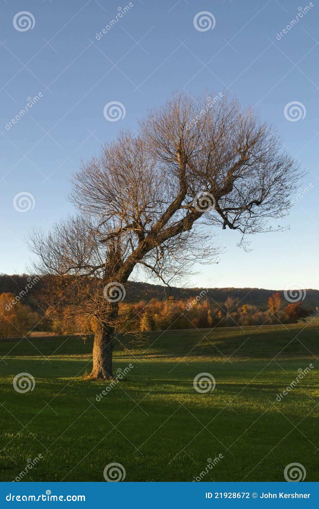 Single Autumn Tree stock photo. Image of clear, autumn - 21928672