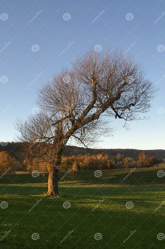 Single Autumn Tree stock photo. Image of clear, autumn - 21928672