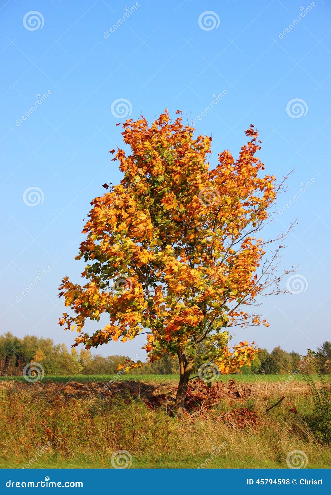 Single Autumn Tree on Hill Top with Fresh Color Stock Photo - Image of ...
