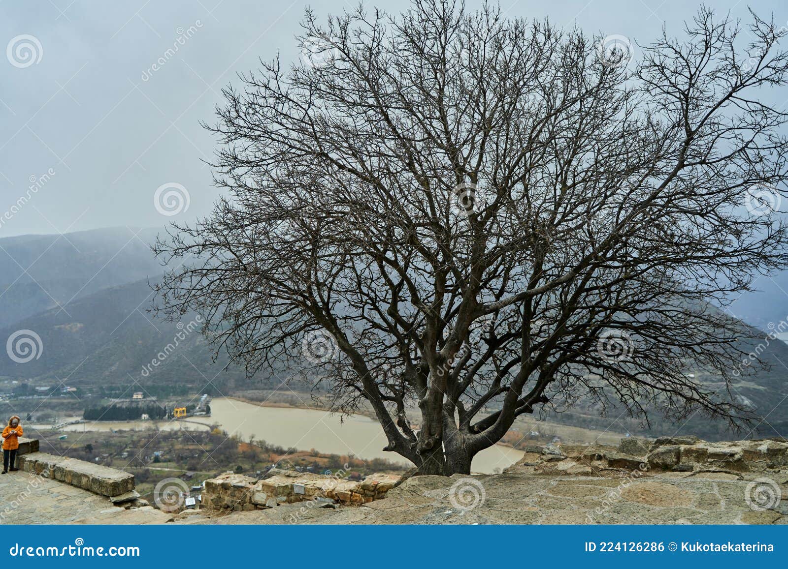 Single Autumn Tree No Leaves on High Hill Stock Photo - Image of ...