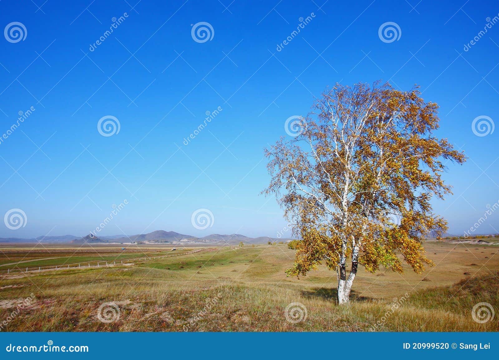 Single autumn trees stock photo. Image of mount, nature - 20999520