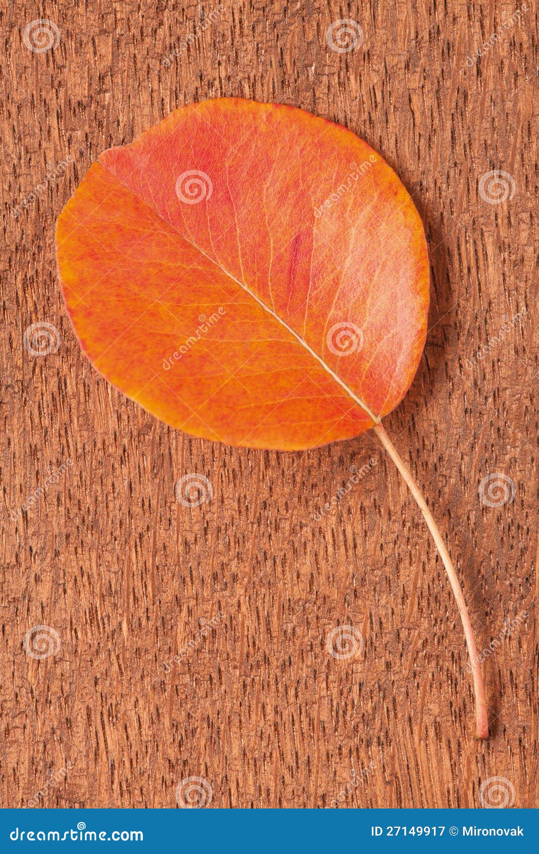 Single autumnal leaf stock image. Image of orange, october - 27149917