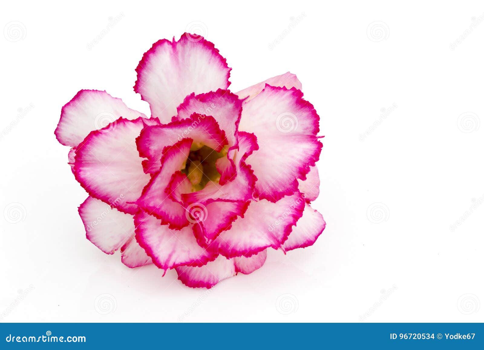 Single Azalea Flowers on White Background Stock Photo - Image of object ...