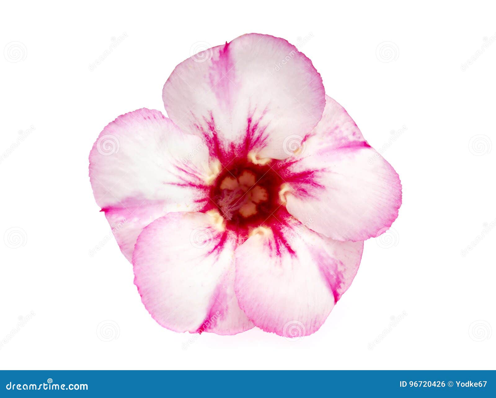 Single Azalea Flowers on White Background Stock Photo - Image of floral ...