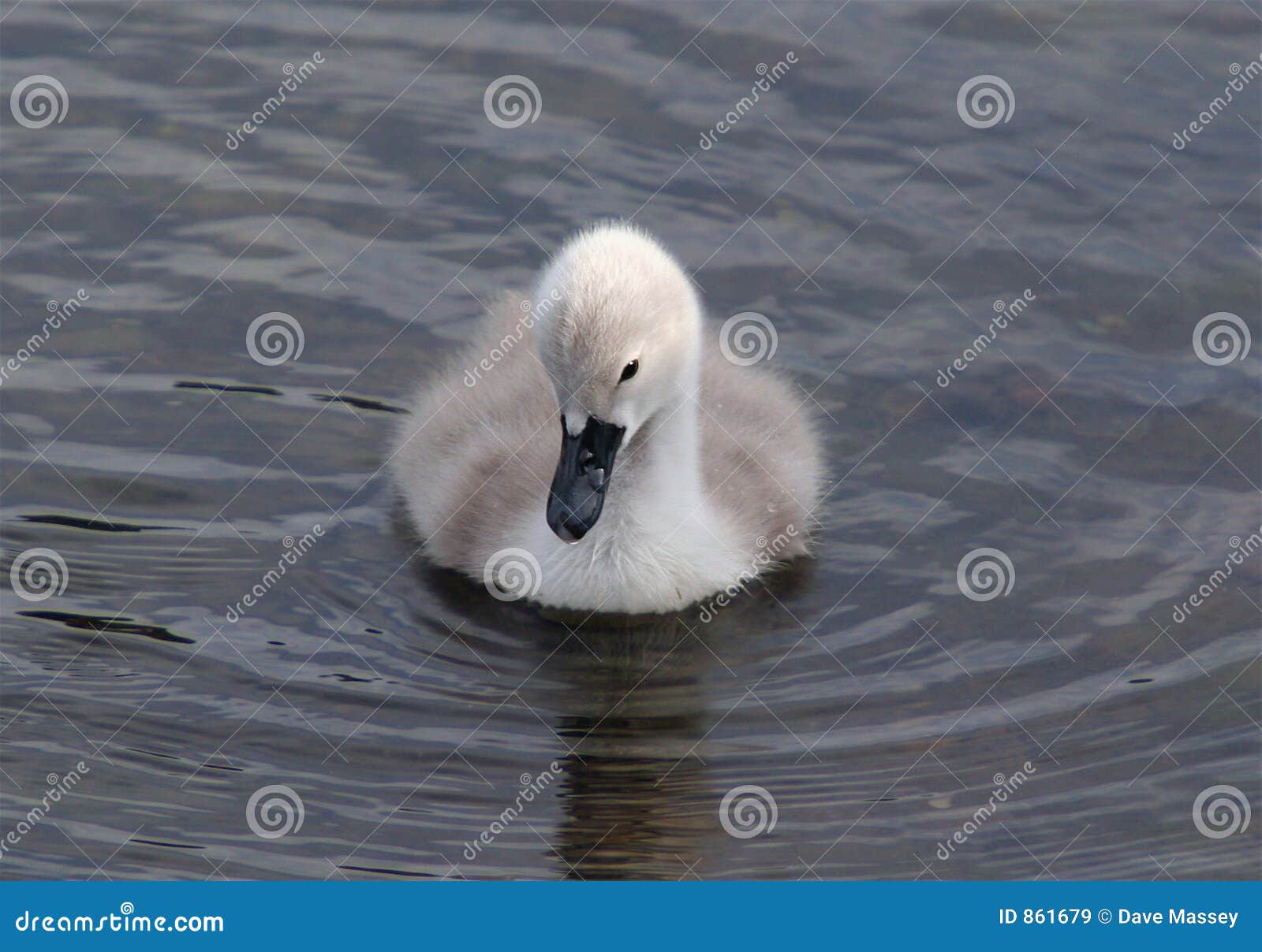Single Baby Swan - Signet stock image. Image of pond, cute - 861679