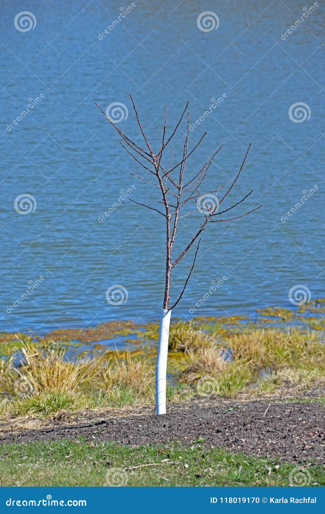 Single Baby Tree stock photo. Image of tree, single - 118019170