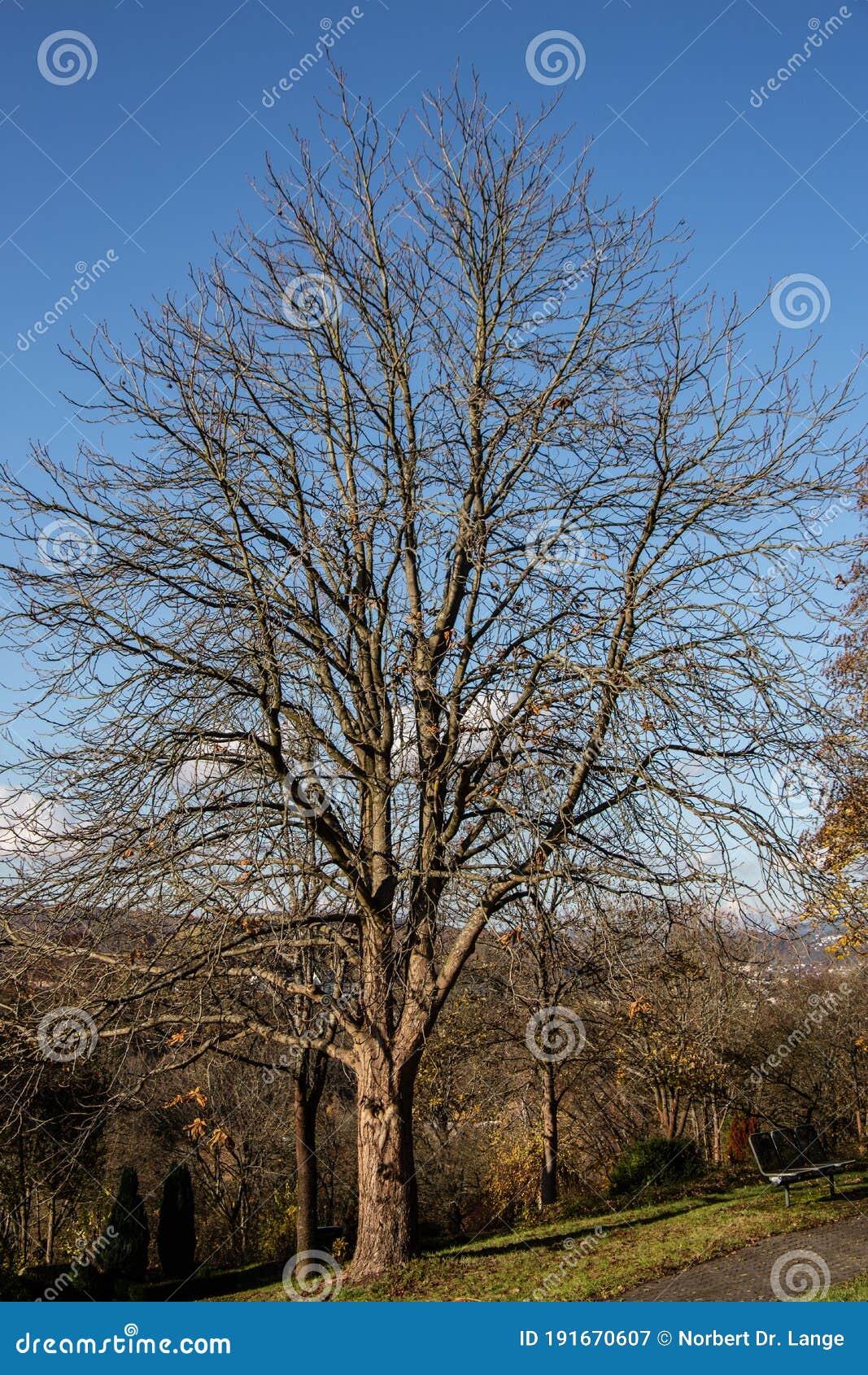 Single Bald Chestnut Tree in Sunny Winter Stock Image - Image of trunk ...