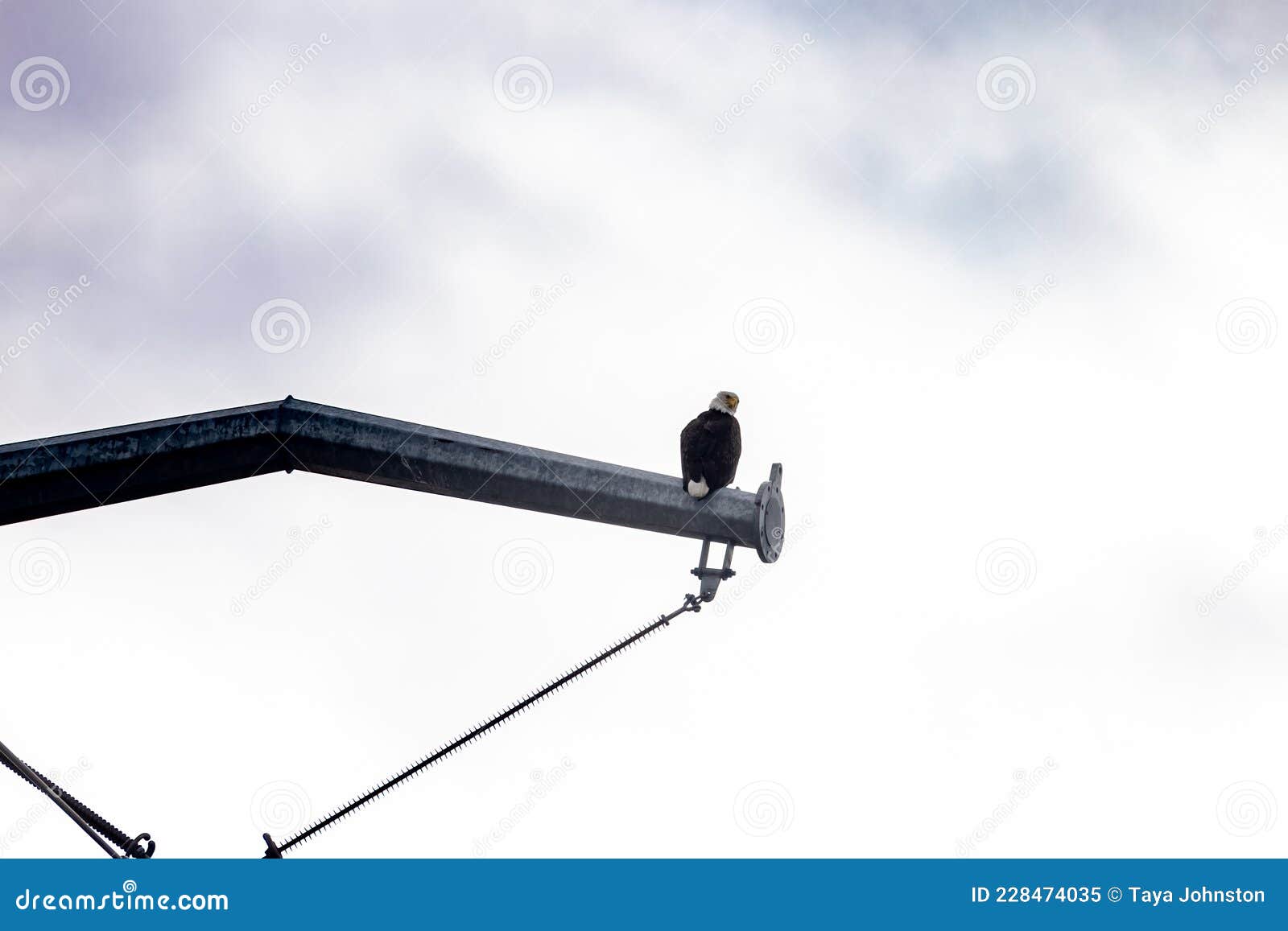 Single Bald Eagle Perched Against Cloudy Sky Stock Image - Image of ...