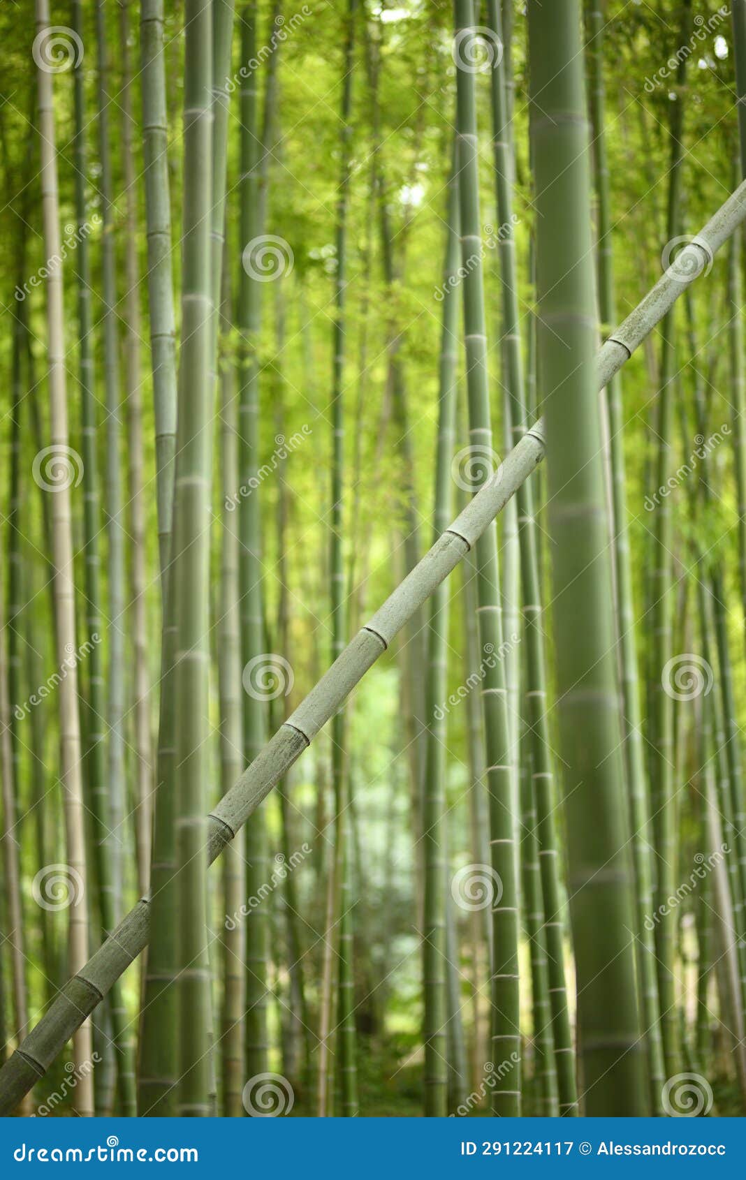 Single Bamboo Plant Growing Diagonal in an All Vertical Bamboo Forest ...