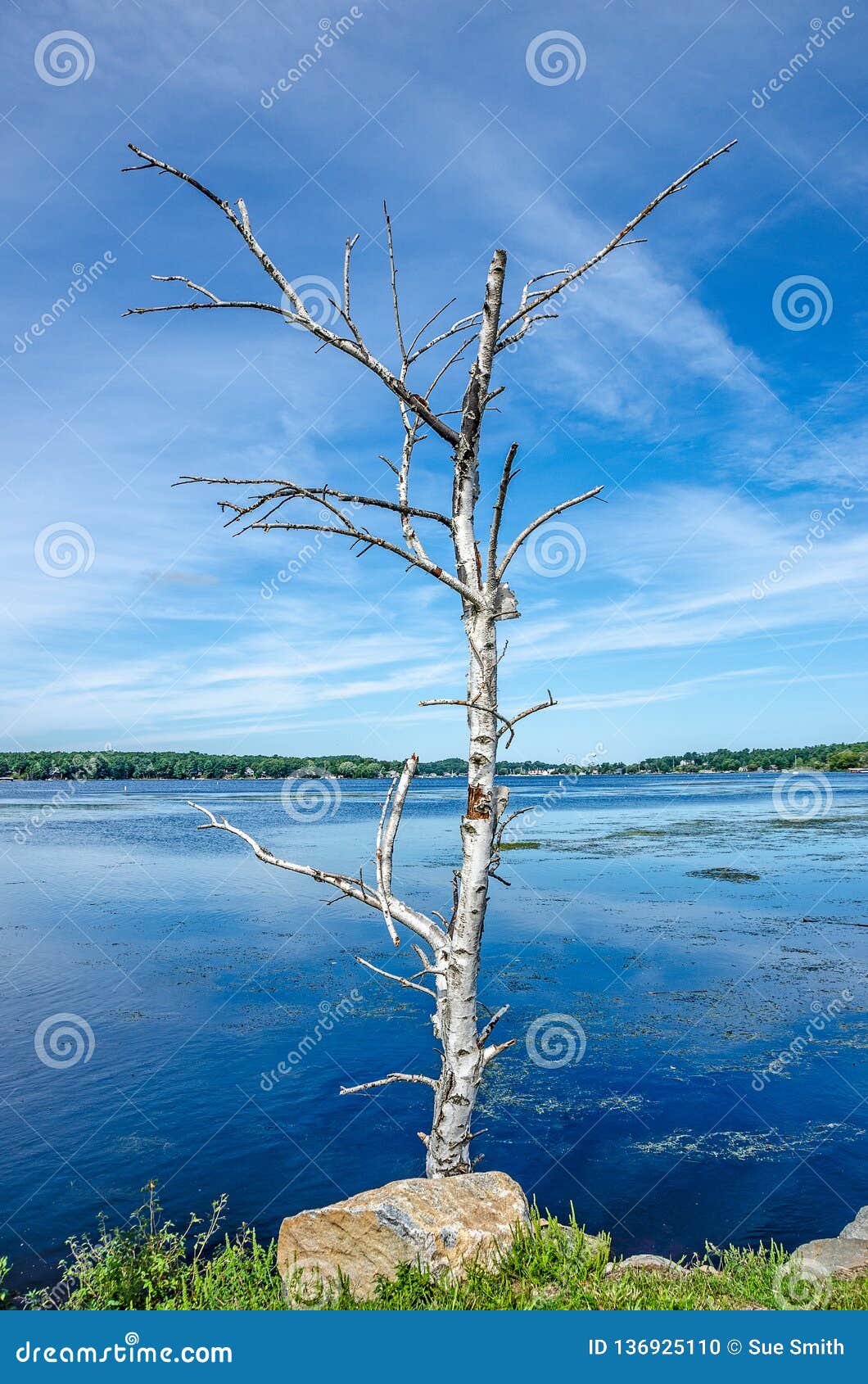 Single Bare Birch Tree stock photo. Image of states - 136925110