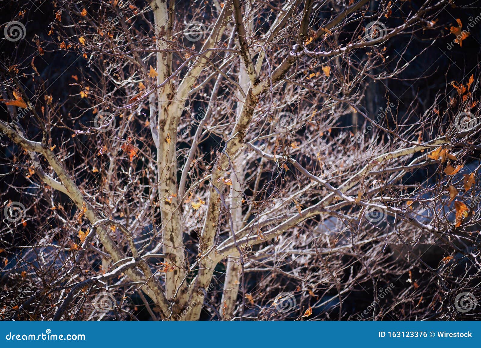 Single Bare Tree with a Few Autumn Leaves in the Forest at Night Time ...
