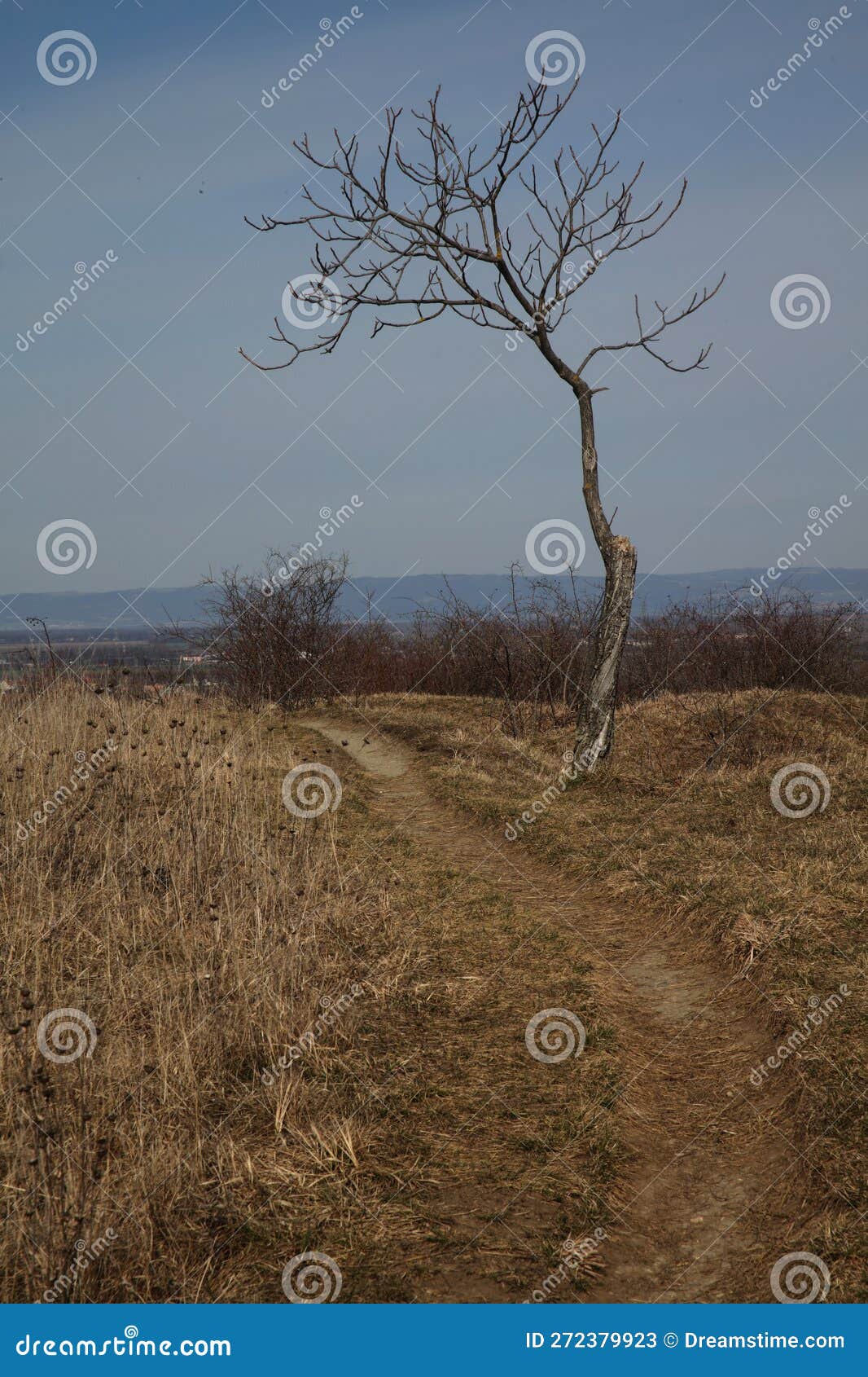 A Single Bare Tree on a Meadow Stock Image - Image of prairie, grass ...