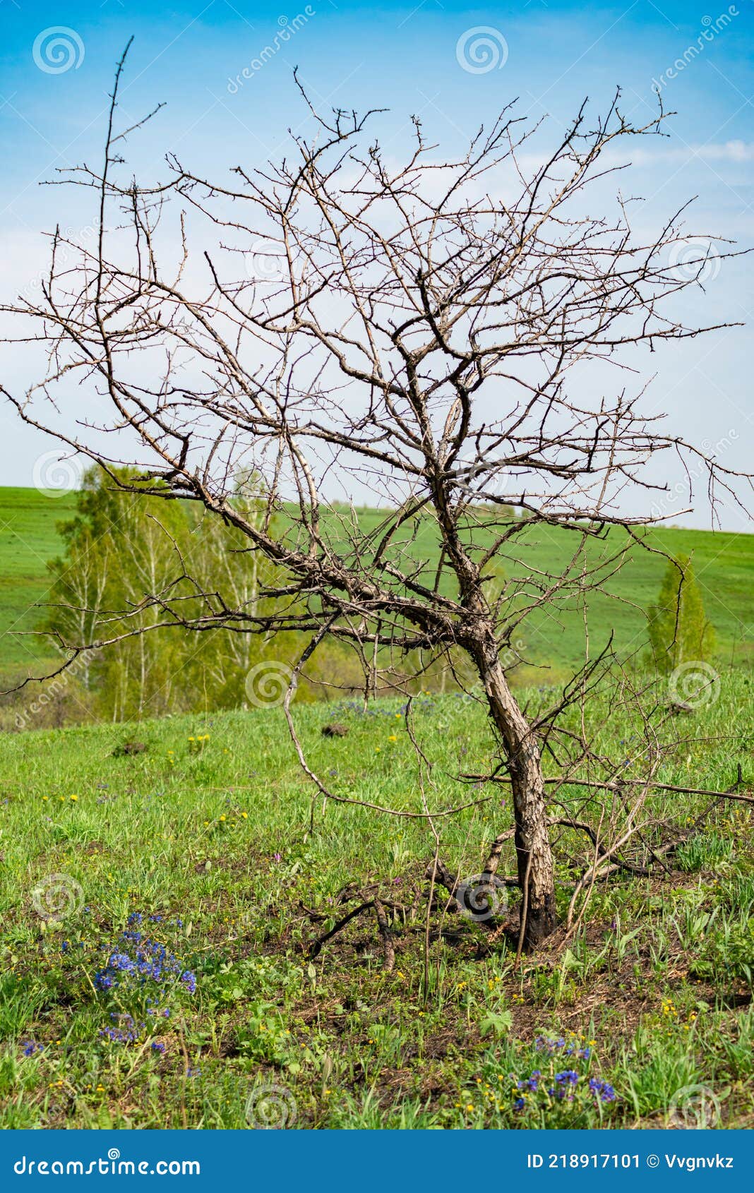 A Single Bare Tree with No Leaves on Its Branches in the Middle of a ...