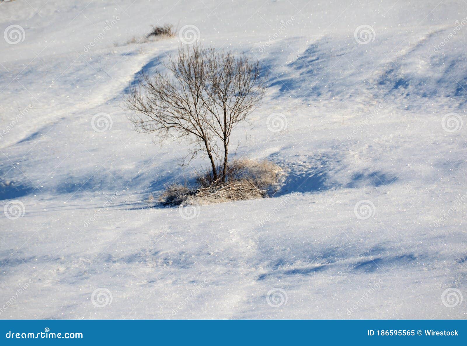 Single Bare Tree in a Snowy Area during Daytime Stock Image - Image of ...