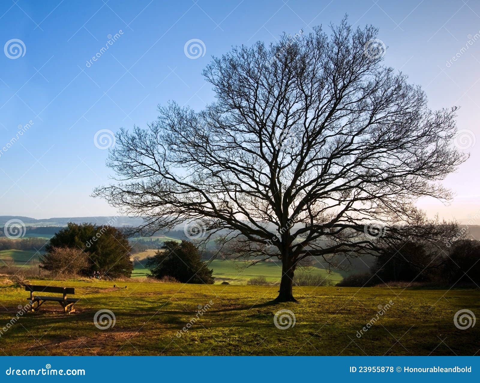 Single Bare Winter Tree Against Vibrant Sunset Stock Photo - Image of ...