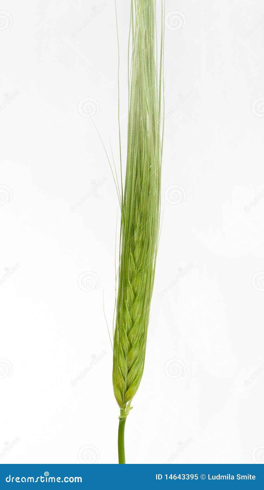 Single barley. stock image. Image of barley, white, growth - 14643395