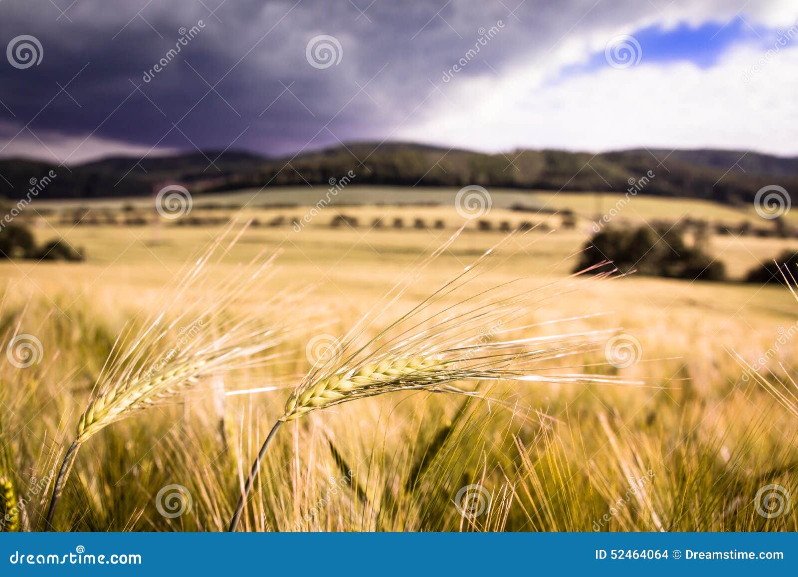 Single Barley Ear in the Middle of the Barley Field Stock Photo - Image ...