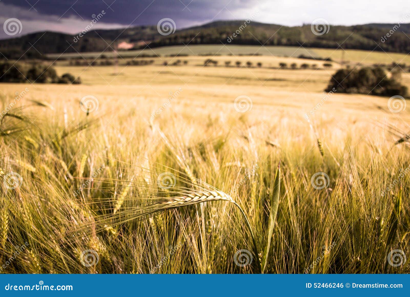 Single Barley Ear in the Middle of the Barley Field Stock Photo - Image ...