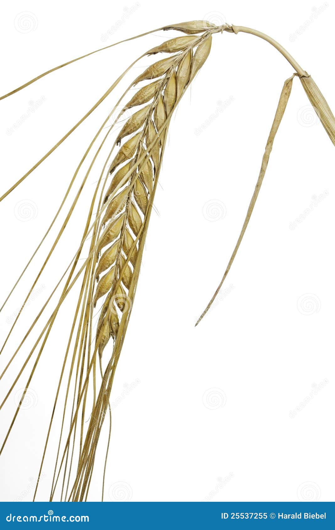 Single Barley (Hordeum Vulgare) Plant Stock Image - Image of cereal ...