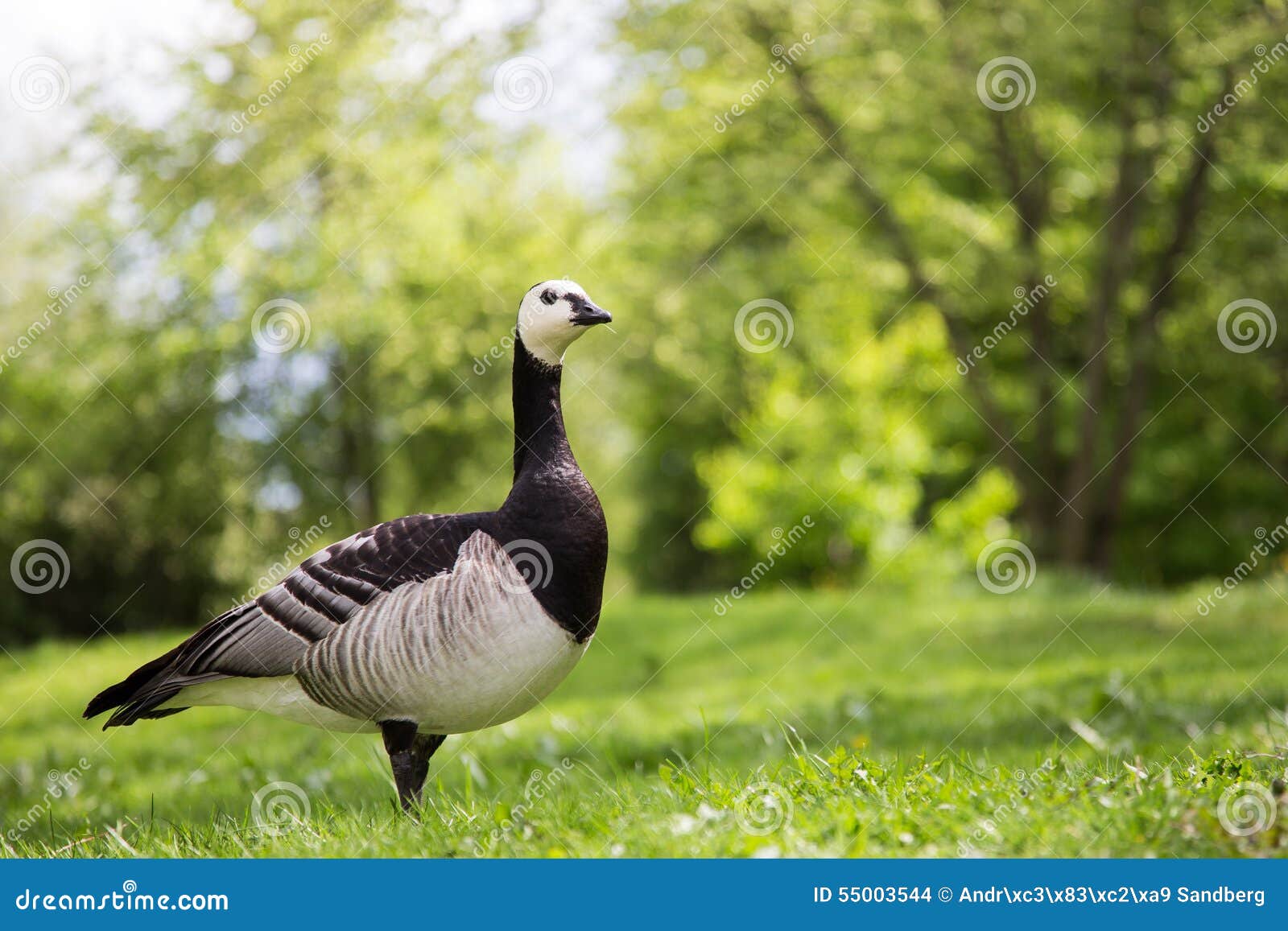 Single Barnacle Goose on Green Grass Stock Photo - Image of nature ...