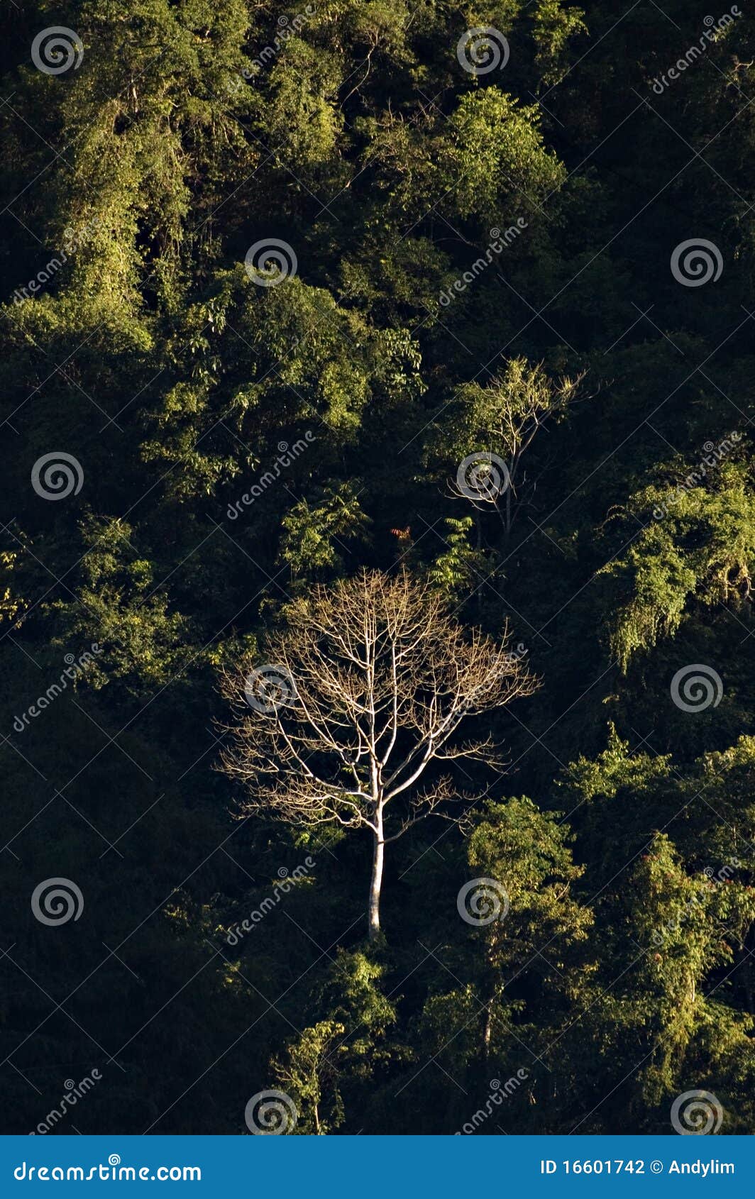 Single Barren Tree in Vang Vieng, Laos Stock Photo - Image of forest ...