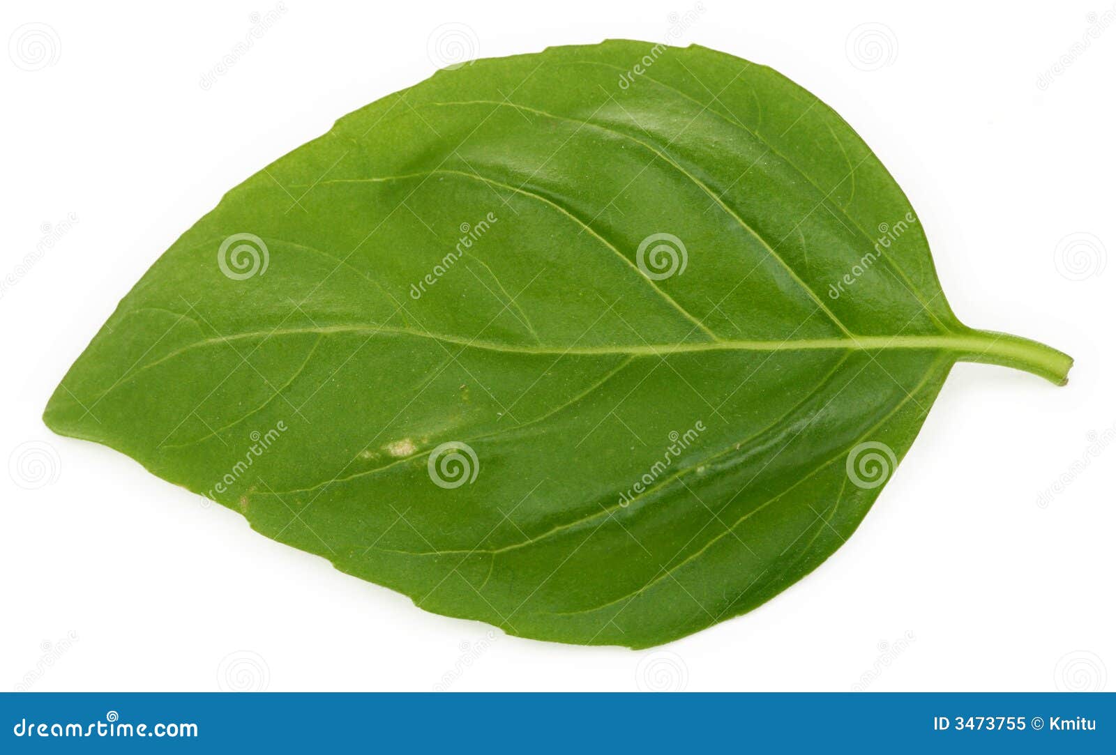 Single basil leaf stock image. Image of basil, nature - 3473755