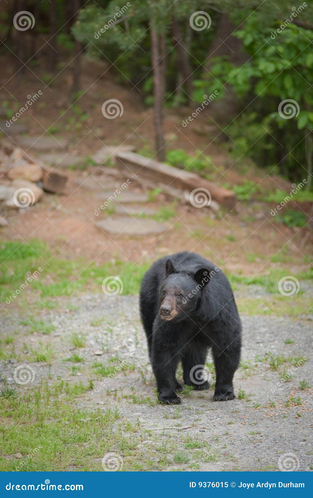 Single Bear Walking on a Path Stock Image - Image of black, outside ...