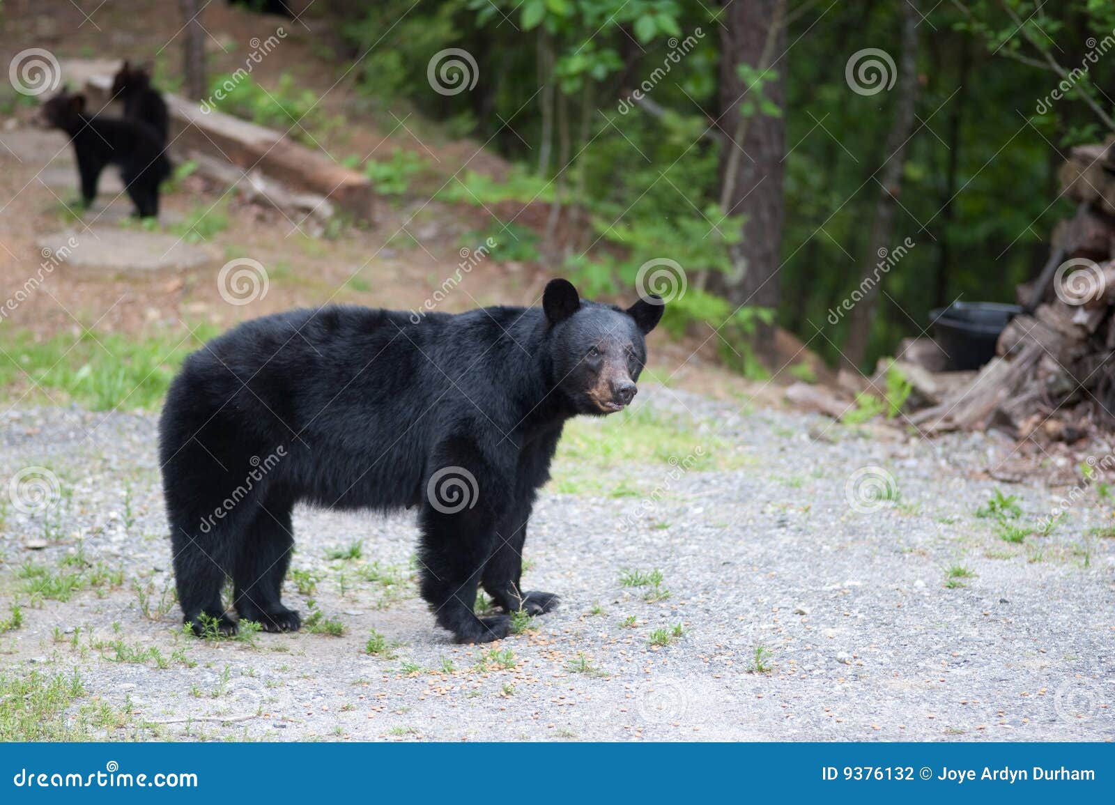 Single Bear Walking on a Path Stock Photo - Image of hungry, hunting ...