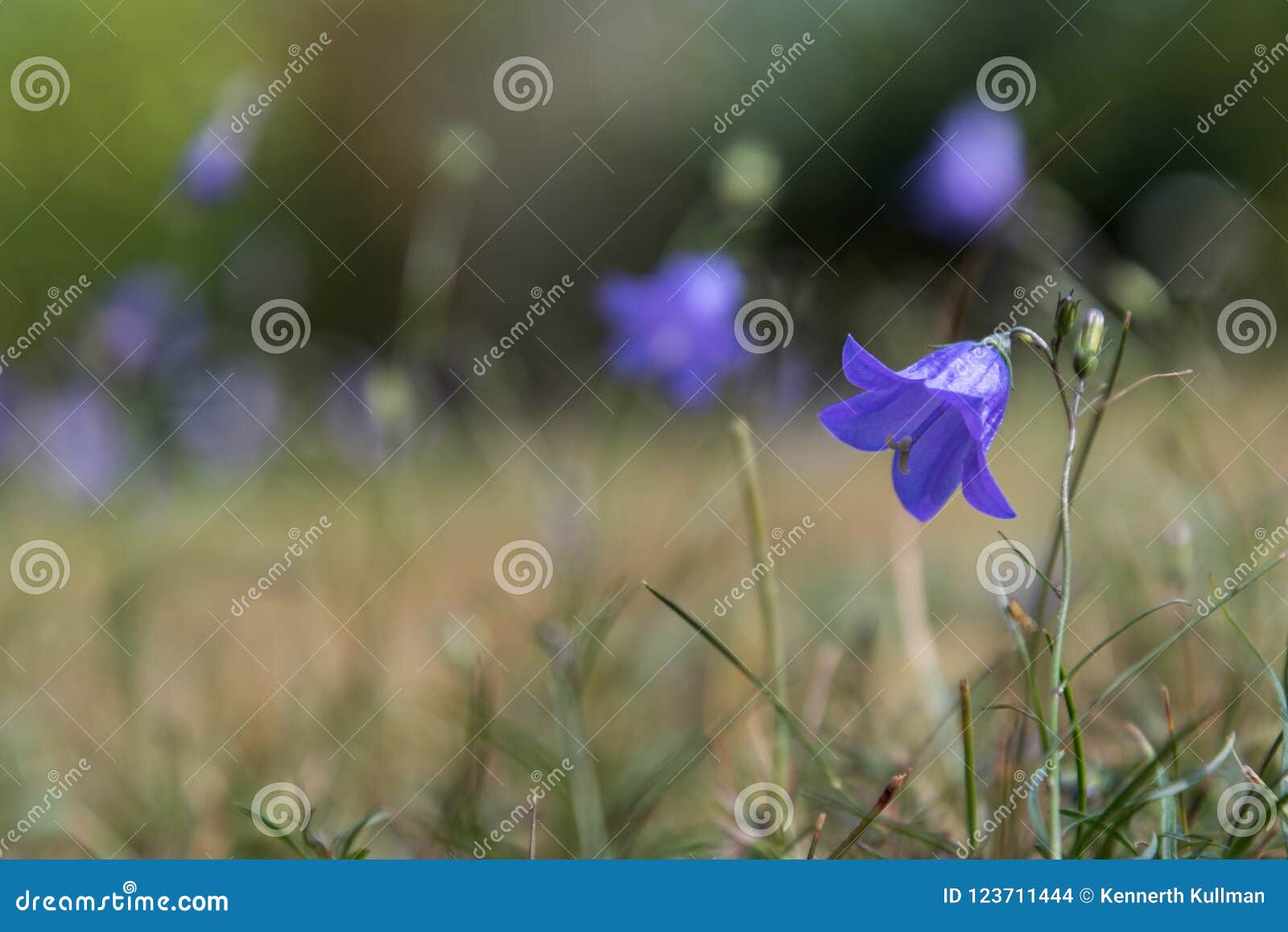 Single Beautiful Bluebell Flower Stock Photo - Image of blooming ...