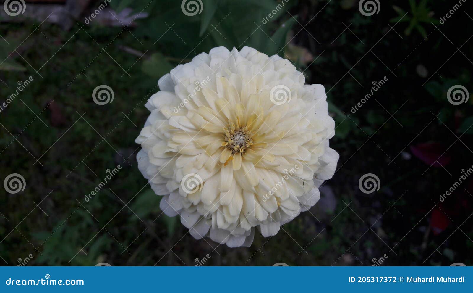 Single Beautiful Flower in Bloom Stock Photo - Image of produce ...