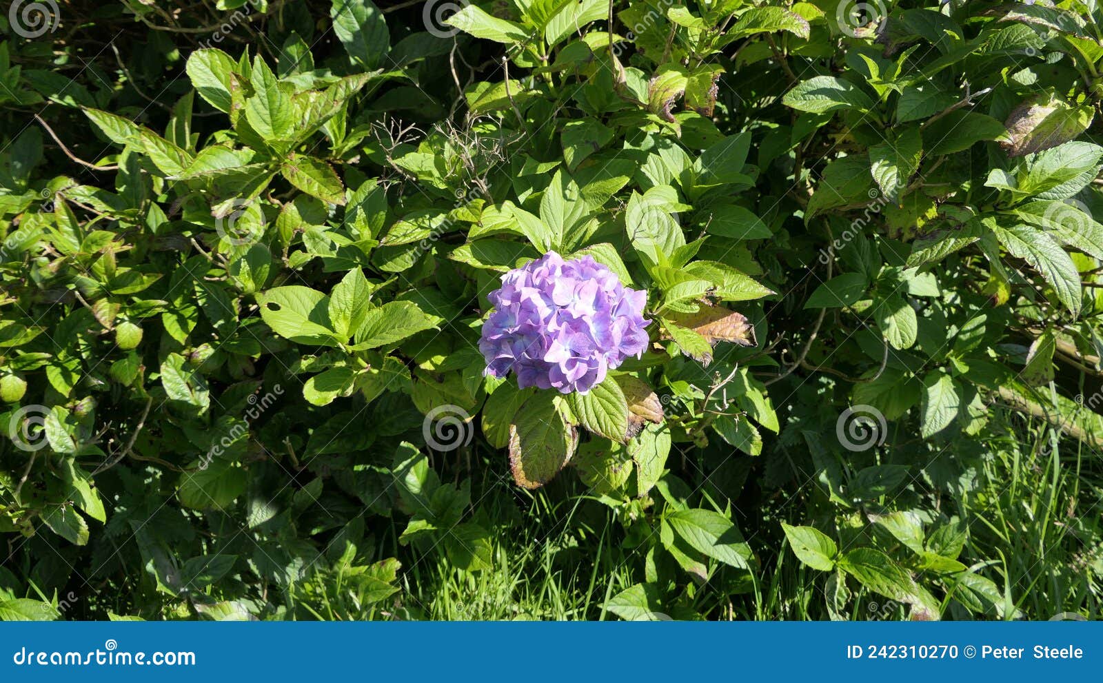 Single Beautiful Hydrangea Flower on a Bush in a Garden in the UK Stock ...
